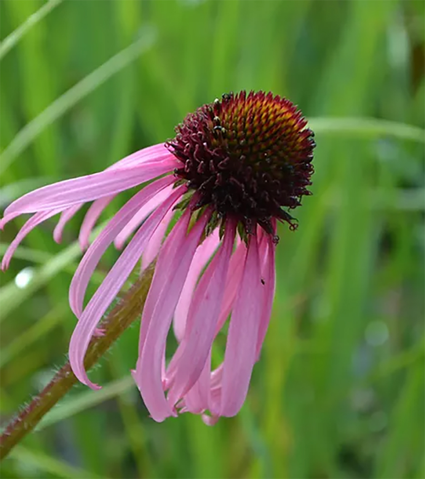 Blooming Wild Nursery Grown In England