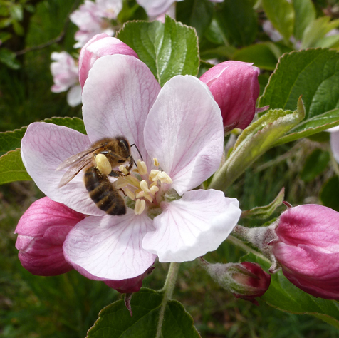 Toll Fruit Farm – Grown In England