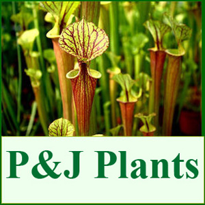 P&J Plants – Grown In England