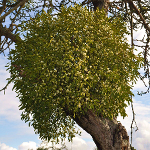The English Mistletoe Company – Grown In England