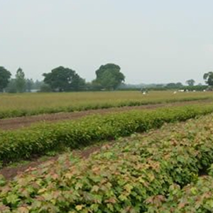 Maelor Forest Nurseries Ltd – Grown In England