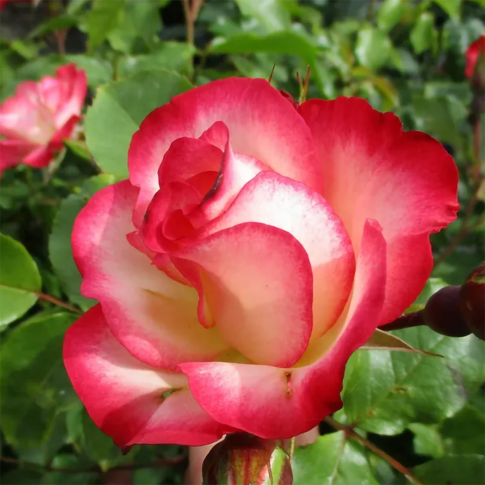Hargreaves Roses – Grown In England