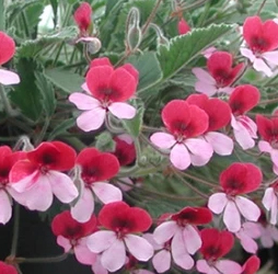 Fibrex Nurseries – Grown In England