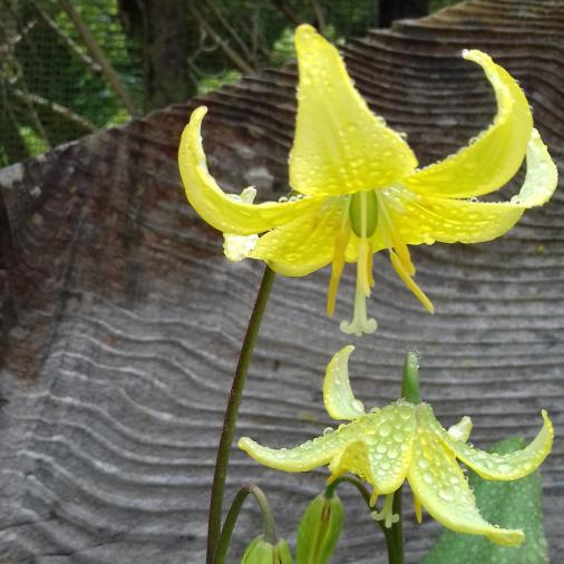 CB Plants – Grown In England