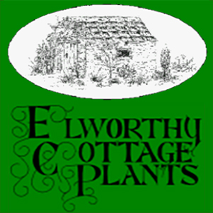 Elworthy Cottage Plants – Grown In England