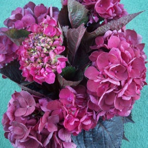 Green Leaves Nursery – Grown In England