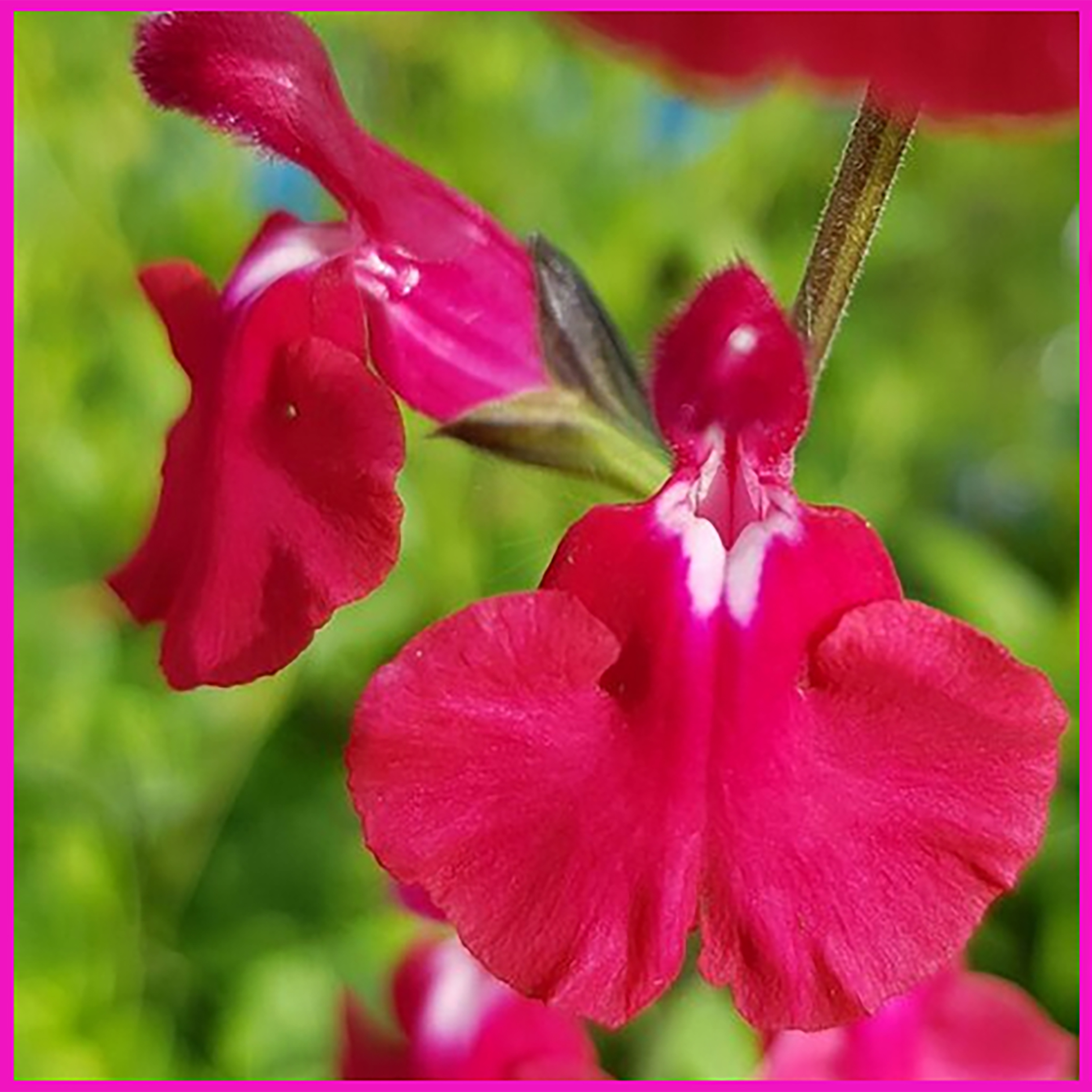 Middleton Nurseries – Grown In England