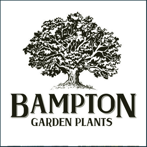 Bampton Garden Plants – Grown In England
