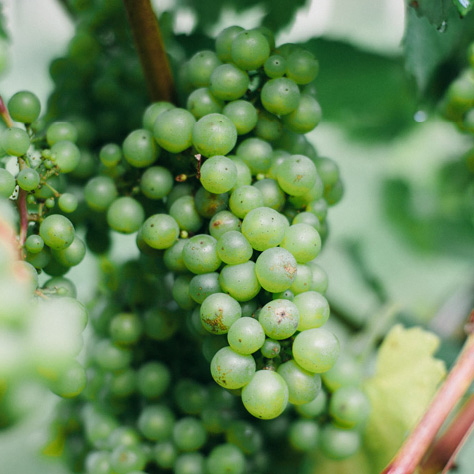 Castle Brook Vineyard – Grown In England