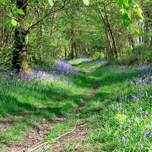 Greyfield Wood – Grown In England