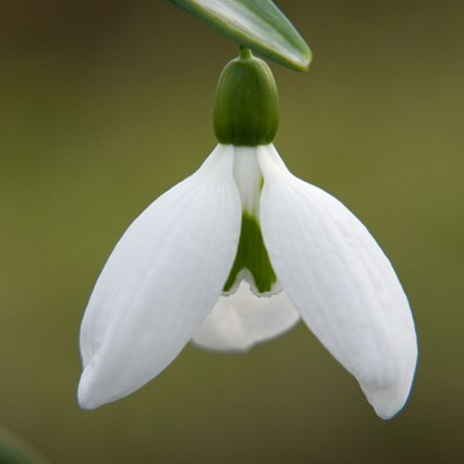 Harveys Garden Plants – Grown In England