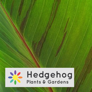 Hedgehog Plants & Gardens – Grown In England