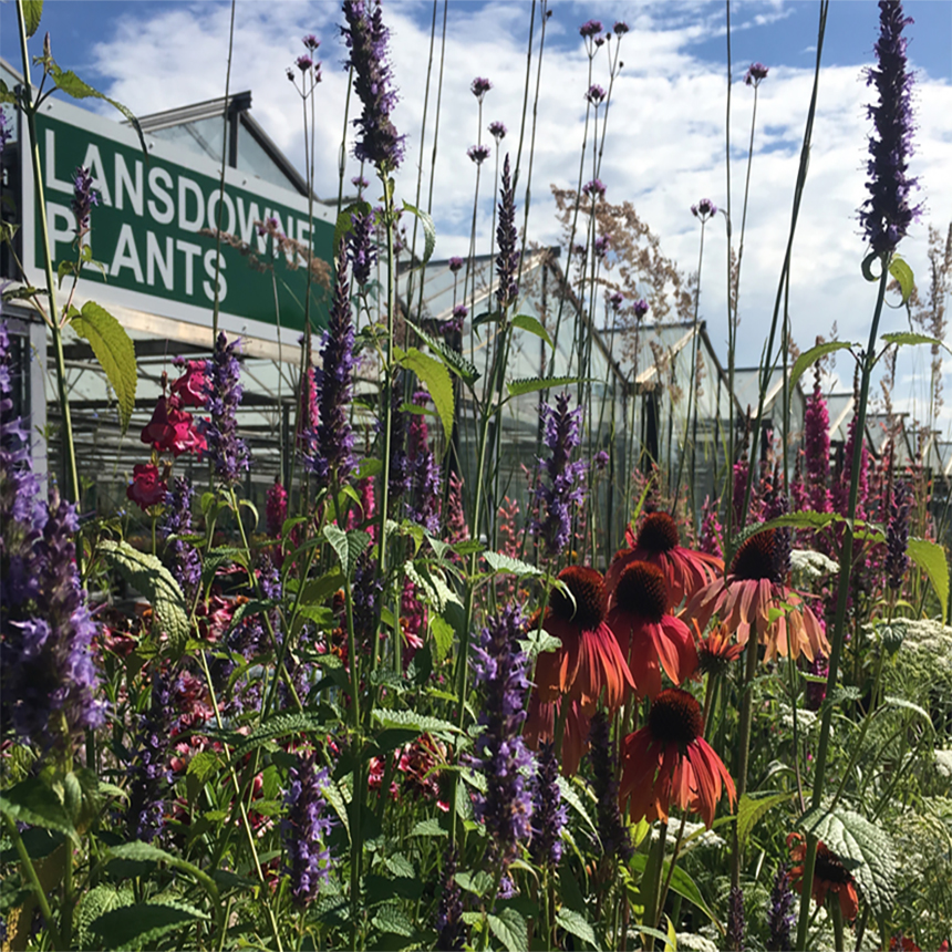 Lansdowne Plants – Grown In England