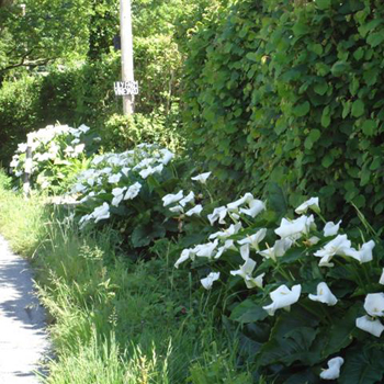 Lily Farm Vineyard – Grown In England