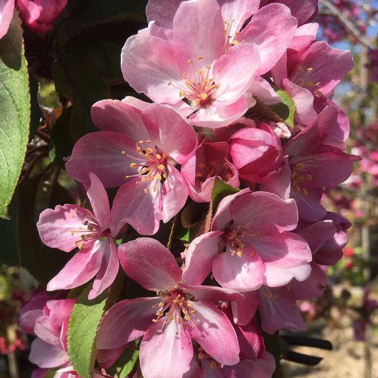 Lime Cross Nursery – Grown In England