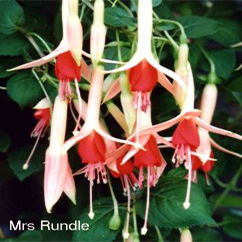 Lockyer Fuchsias – Grown In England