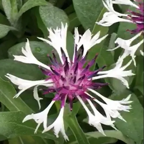 Marcus Dancer Plants – Grown In England