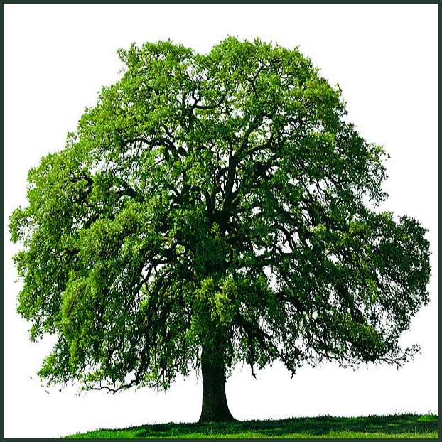 New Wood Trees – Grown In England