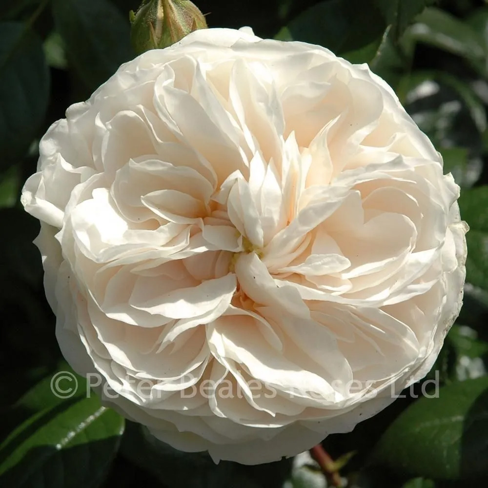 Peter Beales – Grown In England