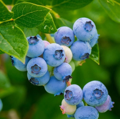 Shrubland Nurseries – Grown In England