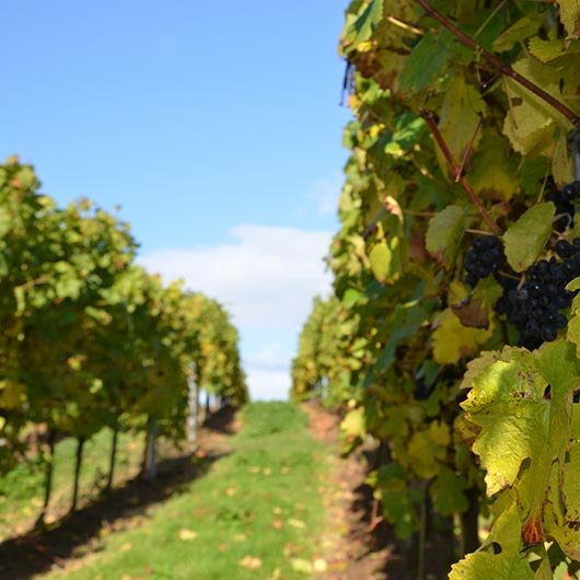 Stopham Vineyard – Grown In England