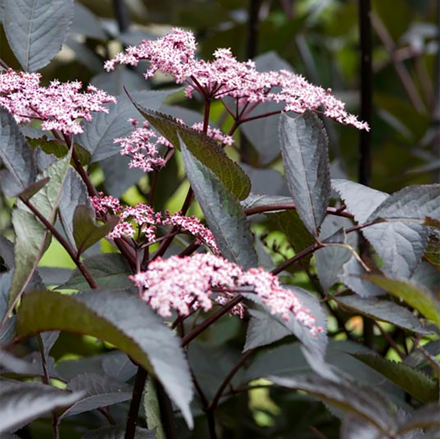 Watsons Plants – Grown In England