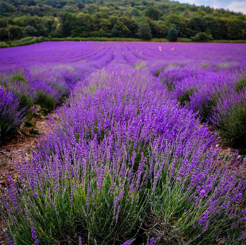 Castle Farm – Grown In England