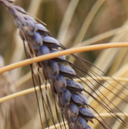 Heritage Grain Trust – Grown In England