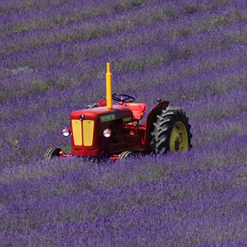 Lordington Lavender – Grown In England