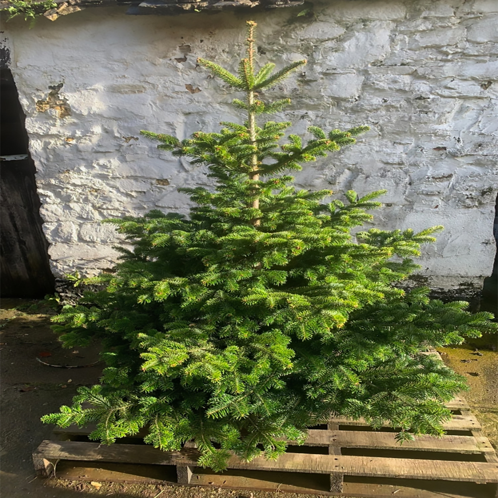 Trees For Christmas – Grown In England