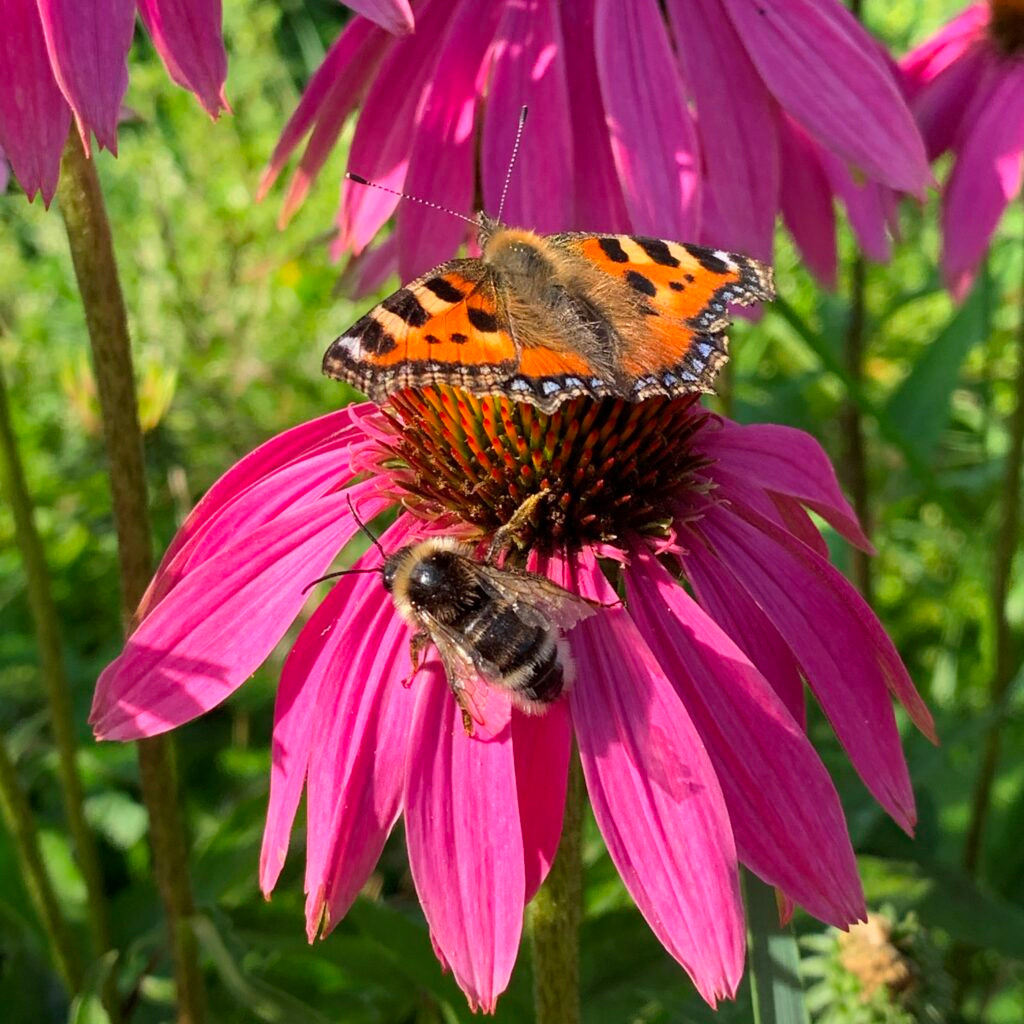 Bee Happy Plants & Seeds – Grown In England