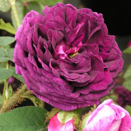 Trevor White Roses – Grown In England