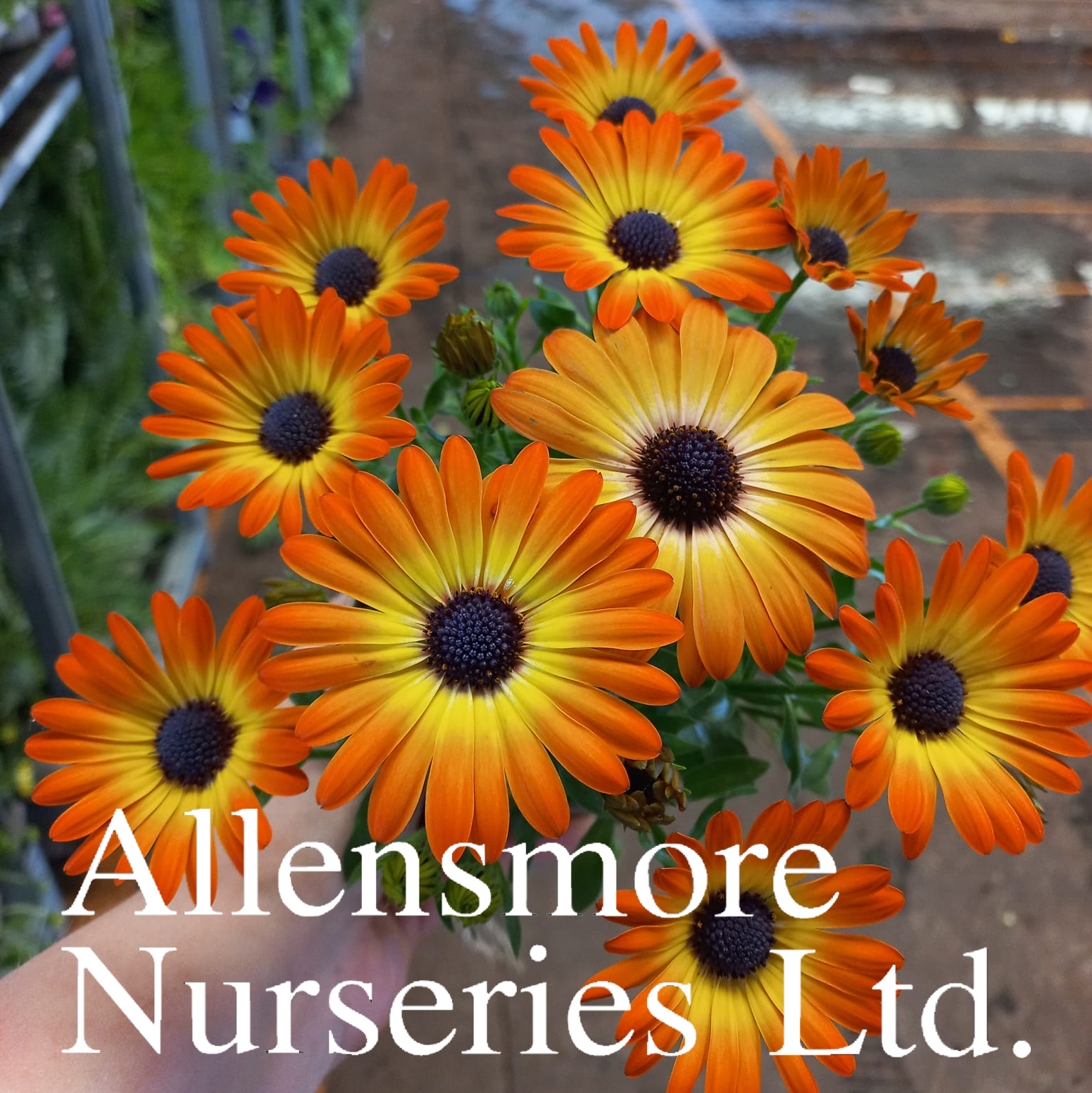 Allensmore Nurseries – Grown In England