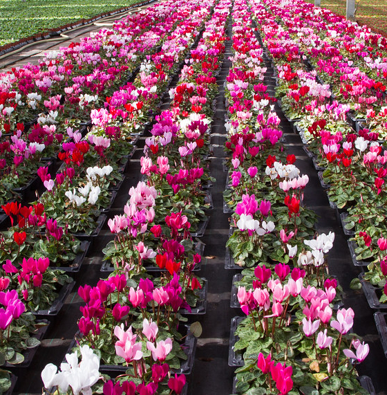 Aldby Field Nurseries – Grown In England