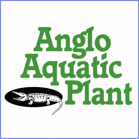 Anglo Aquatic Plant – Grown In England