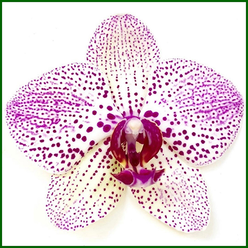 Double H Nurseries Ltd – Grown In England
