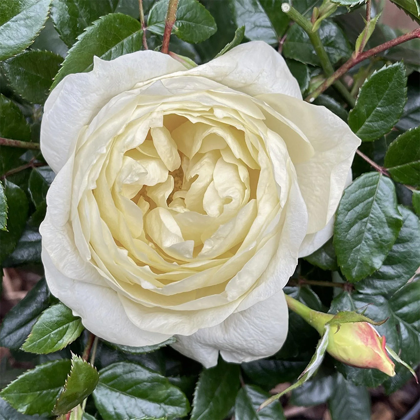 Harkness Roses – Grown In England