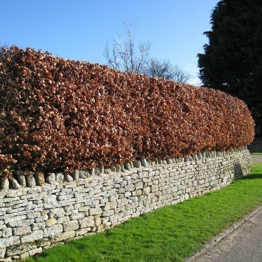 Best4hedging – Grown In England