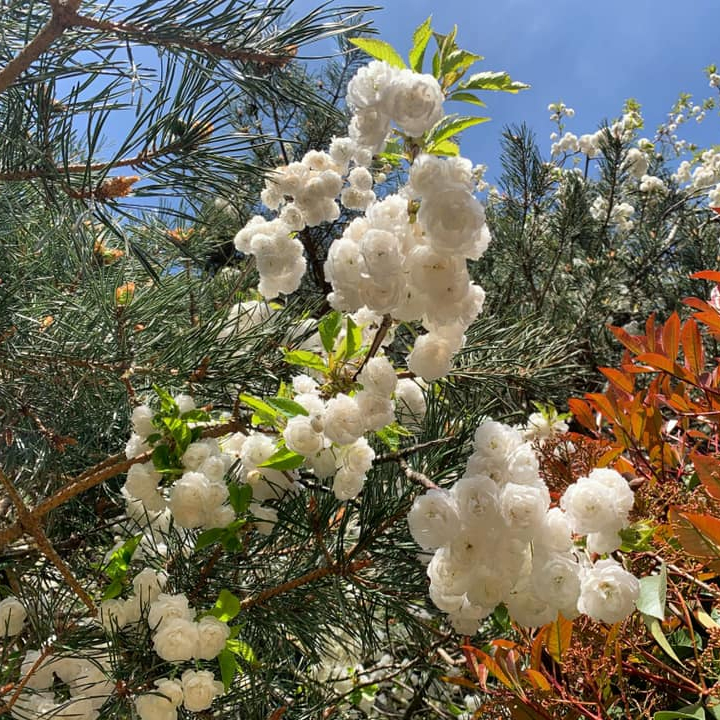 Green Mile Trees – Grown In England