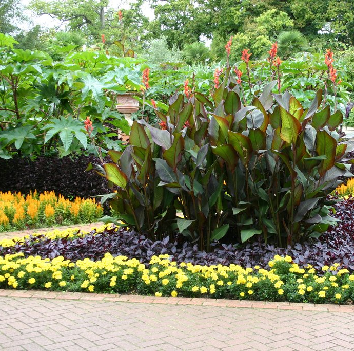 Hart Canna – Grown In England