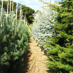 Landford Trees – Grown In England