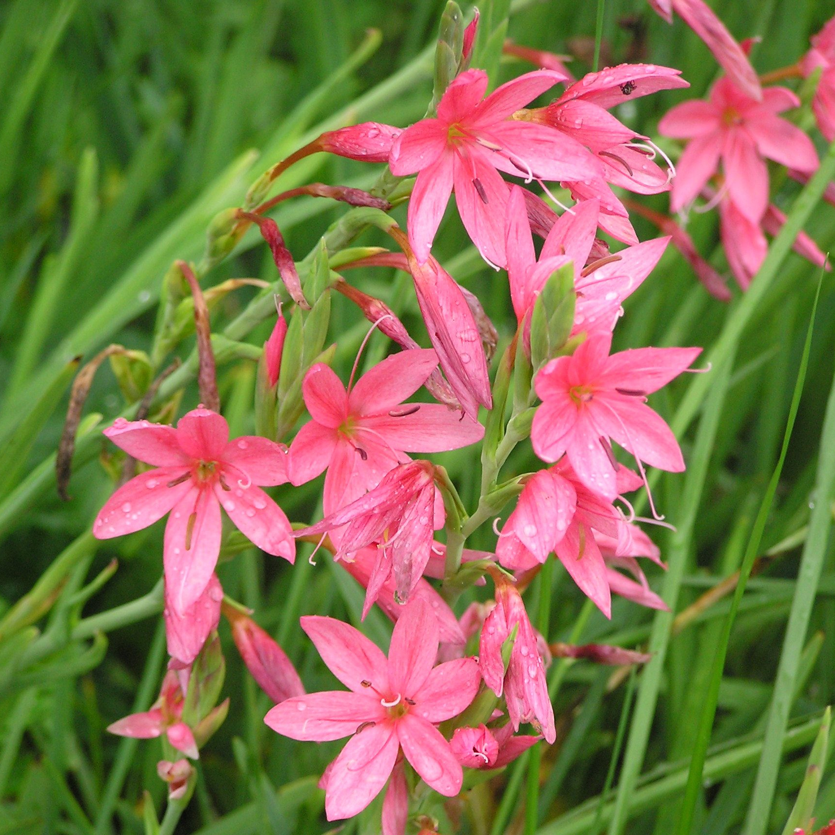 Merebrook Water Plants – Grown In England