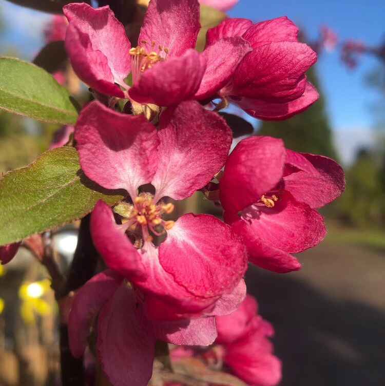 Mount Pleasant Trees – Grown In England