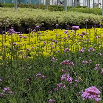 North Western Plants – Grown In England