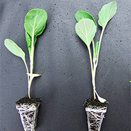 Quantil Limited – Grown In England