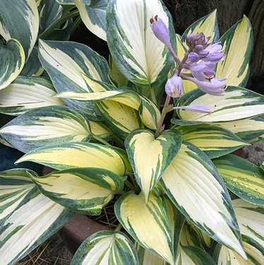 Rewela Hostas – Grown In England