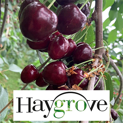Haygrove (Riverside) – Grown In England