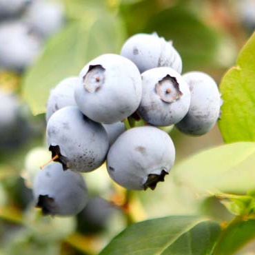 Lutton Farm – Grown In England