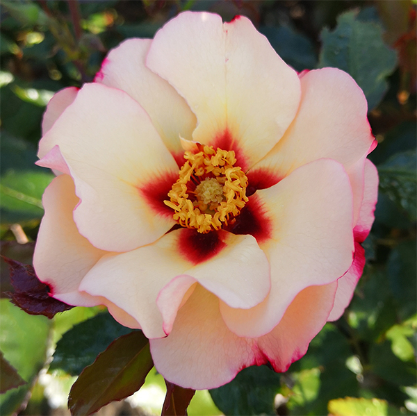 Rosa persica (hybrids) – Grown In England